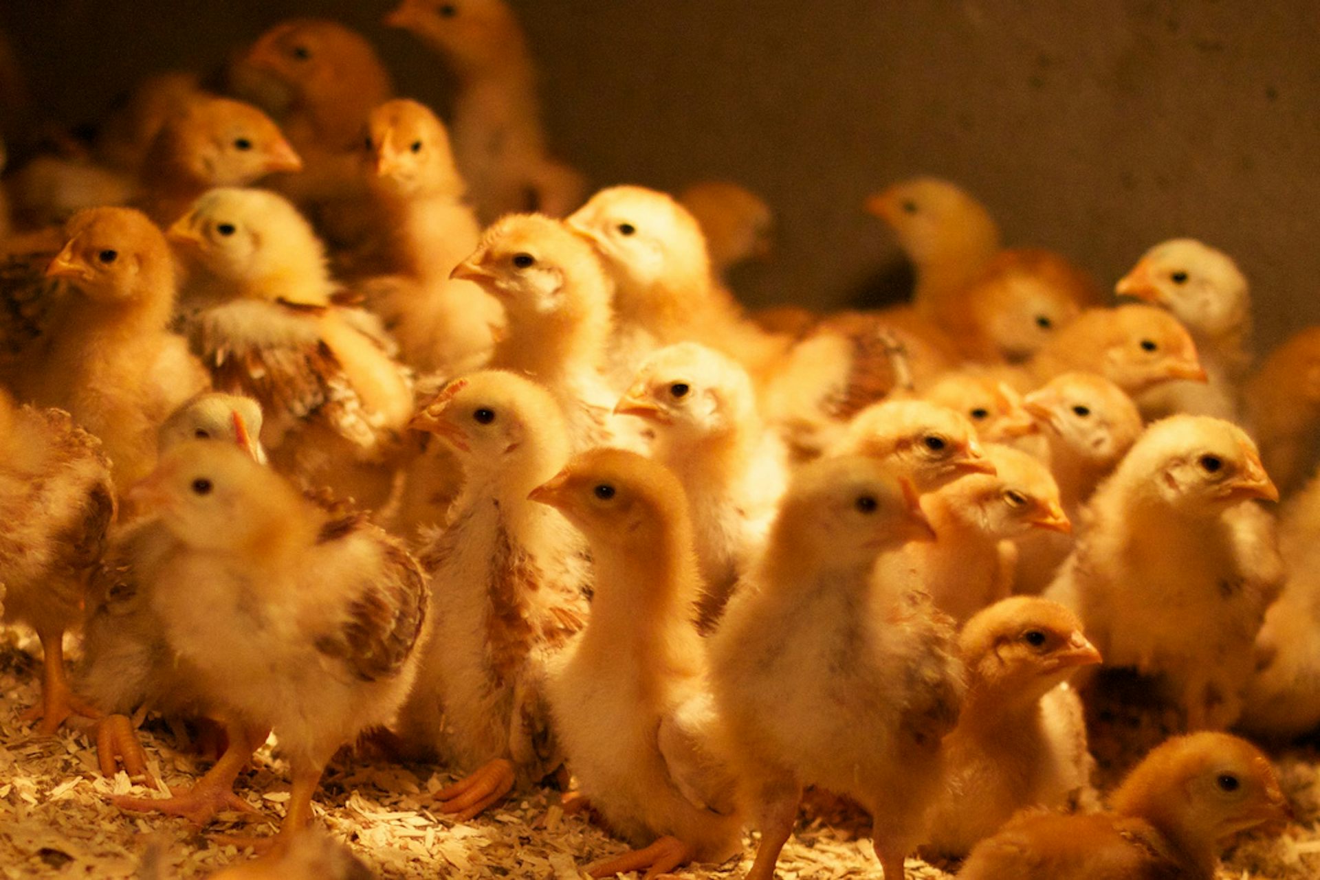 Fewer hens doesn’t always mean happier hens