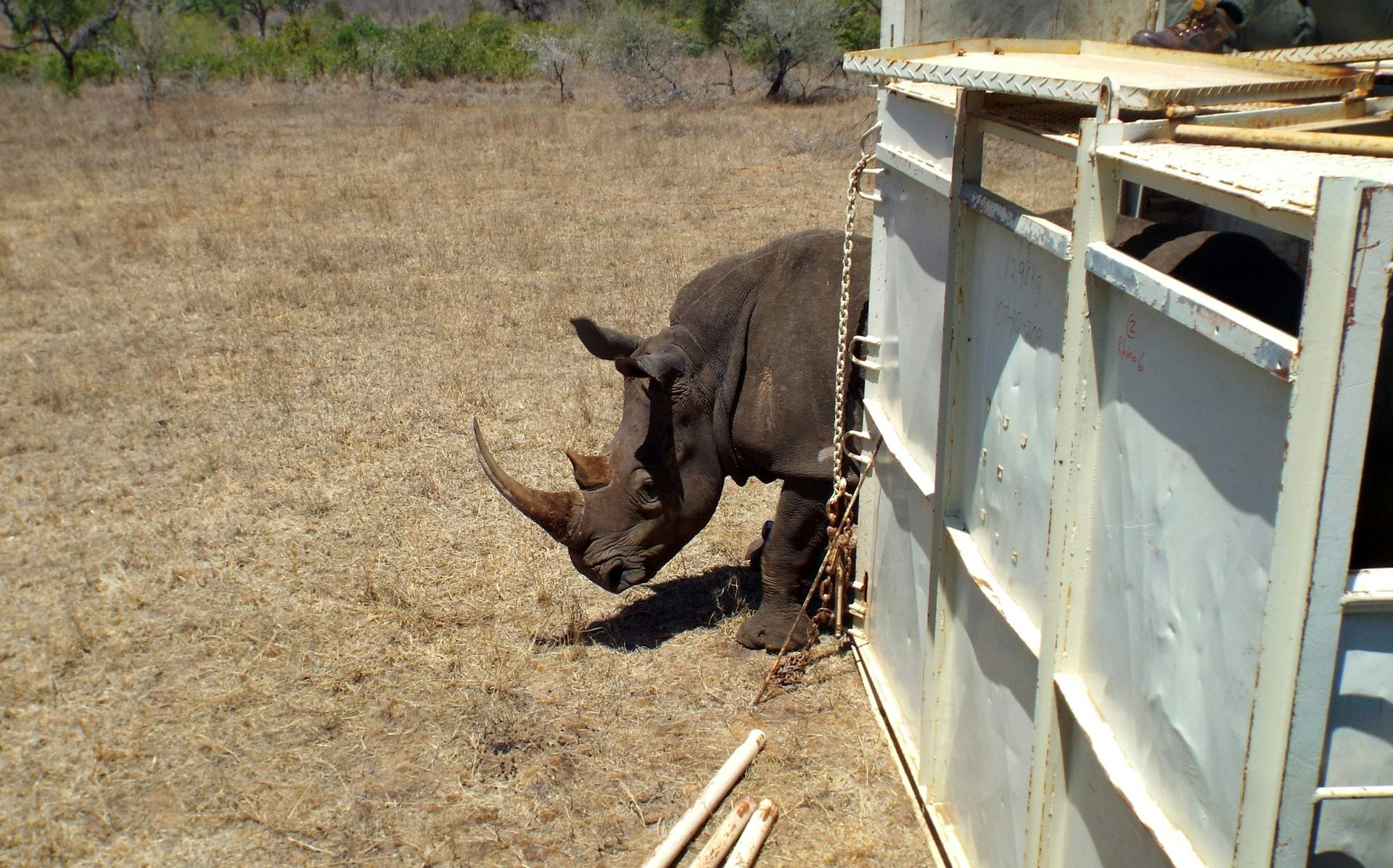 How translocating rhinos promotes genetic health and keeps them safe