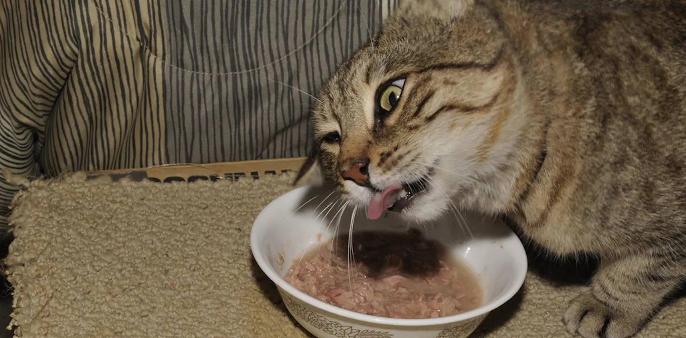 Why Cats Are Fussy Eaters But Dogs Will Consume Almost Anything why-cats-are-fussy-eaters-but-dogs-will-consume-almost-anything