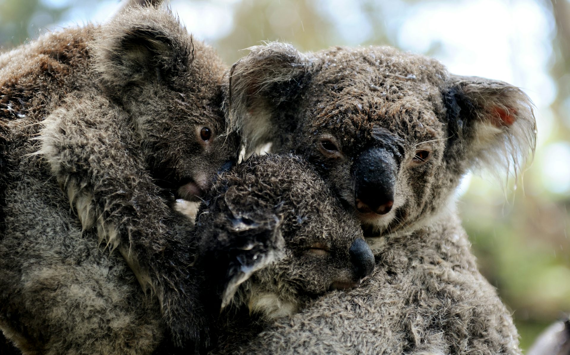 The vulnerable koala: are we in time to save our national icon?