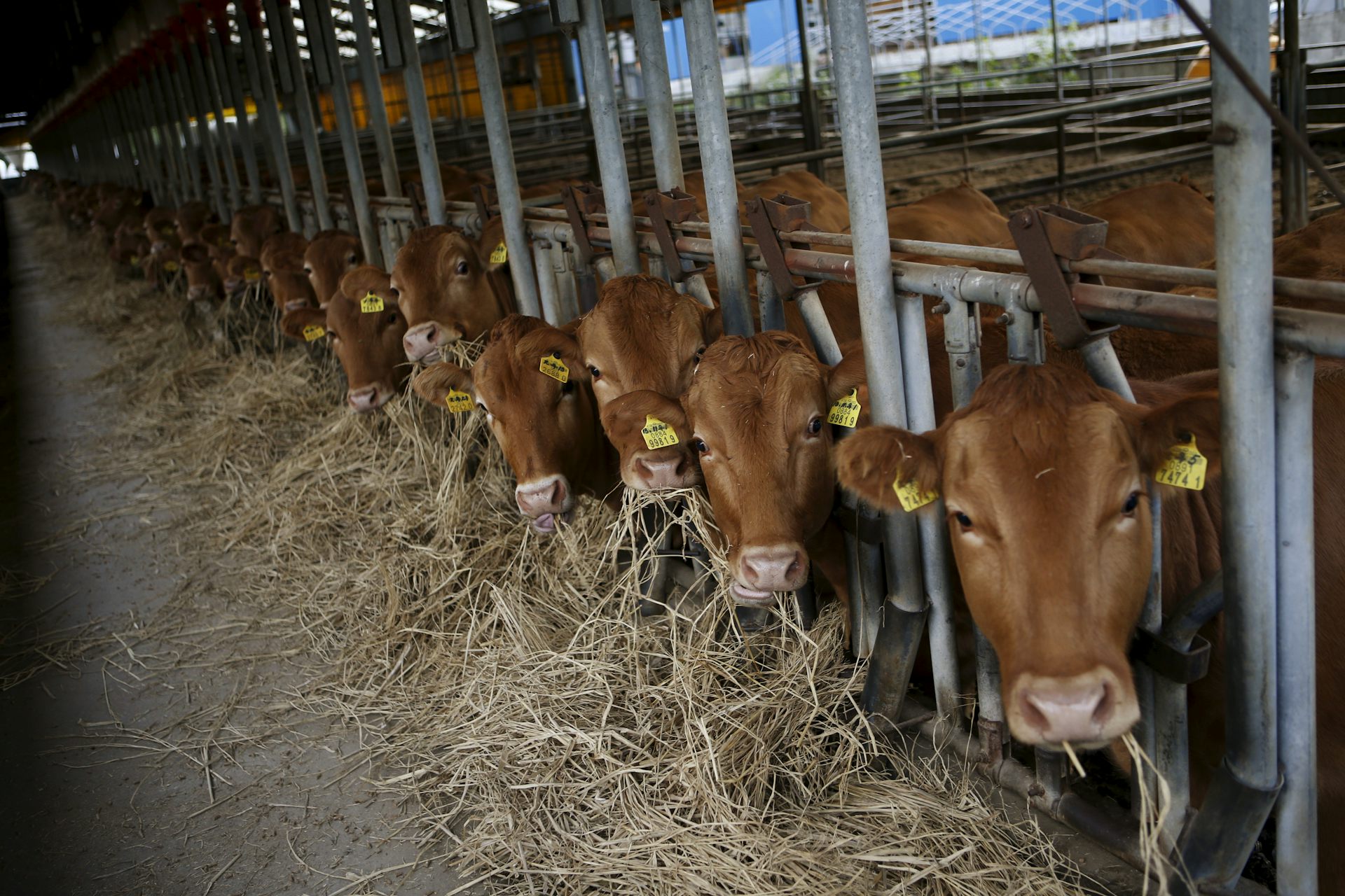 Can eating less meat really tackle climate change?