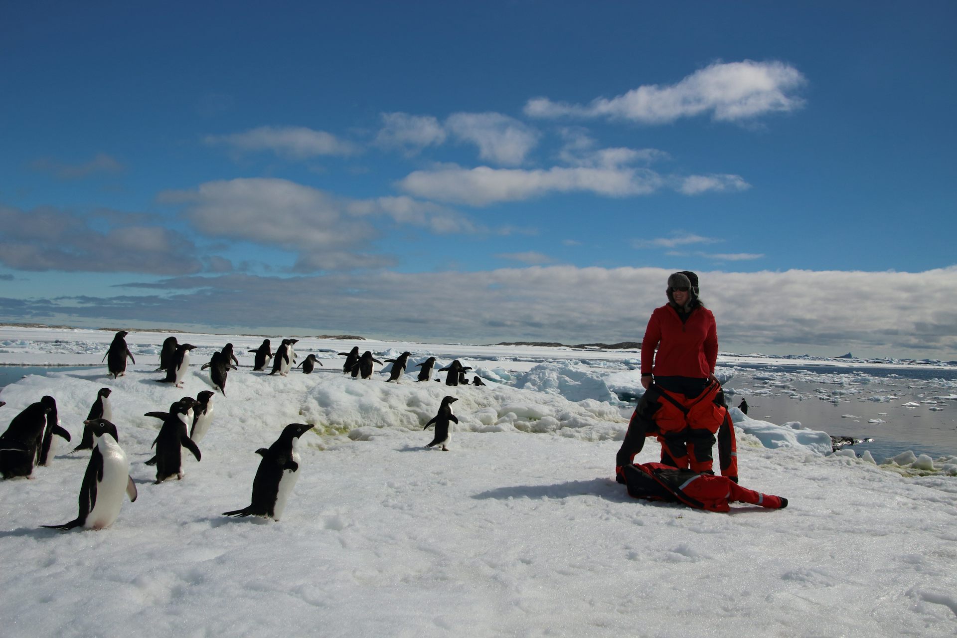 Shrinking Antarctic glaciers could make Adélie penguins unlikely ...
