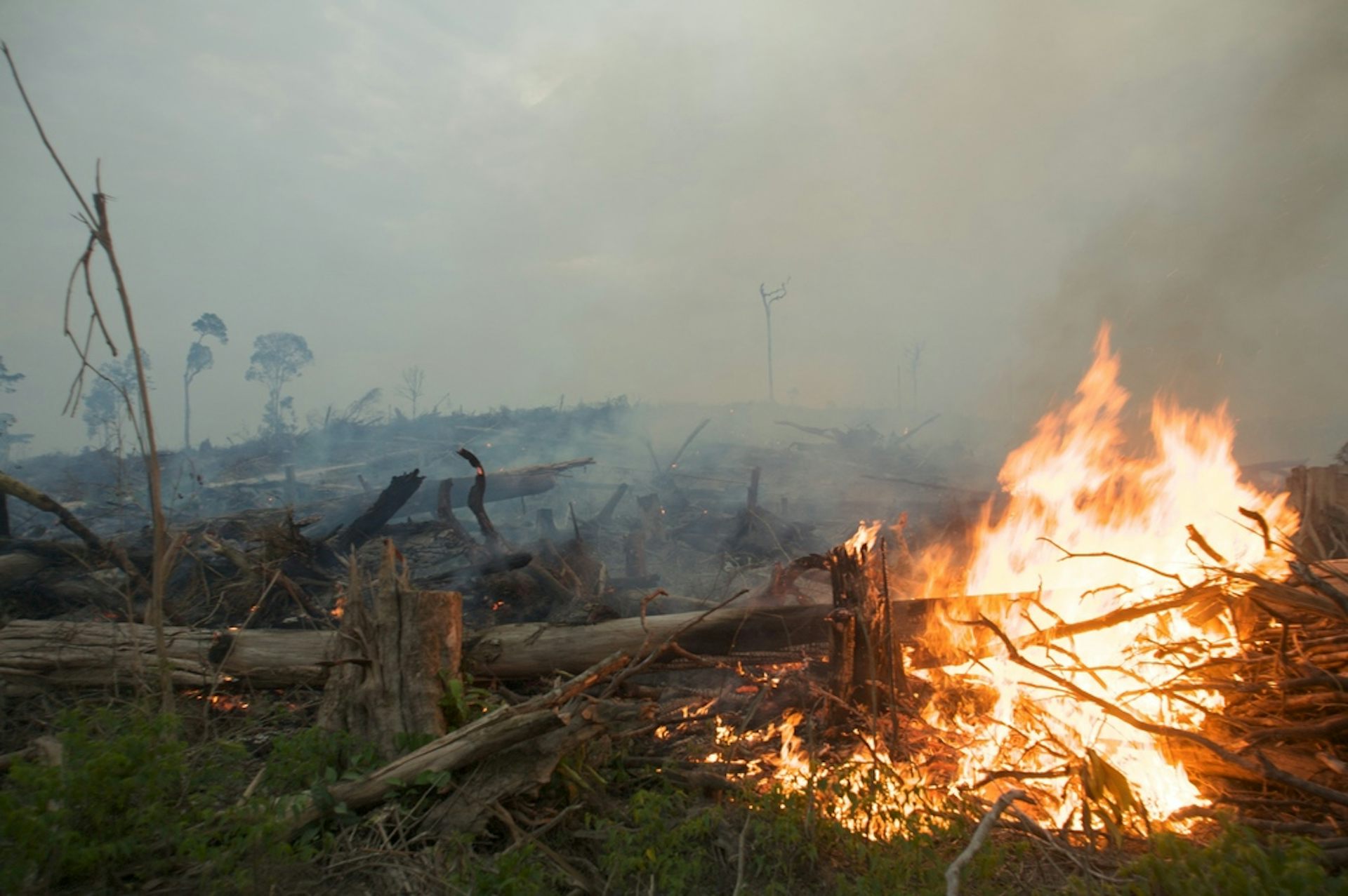 Feeding ‘Godzilla’: as Indonesia burns, its government moves to ...