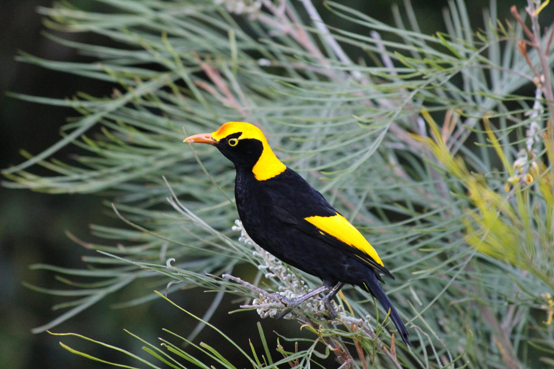 The best places to see Australian birds this summer