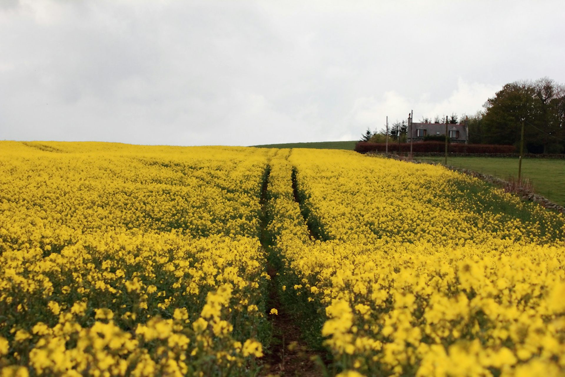 Growing the grunt: developing green biofuels for Australia