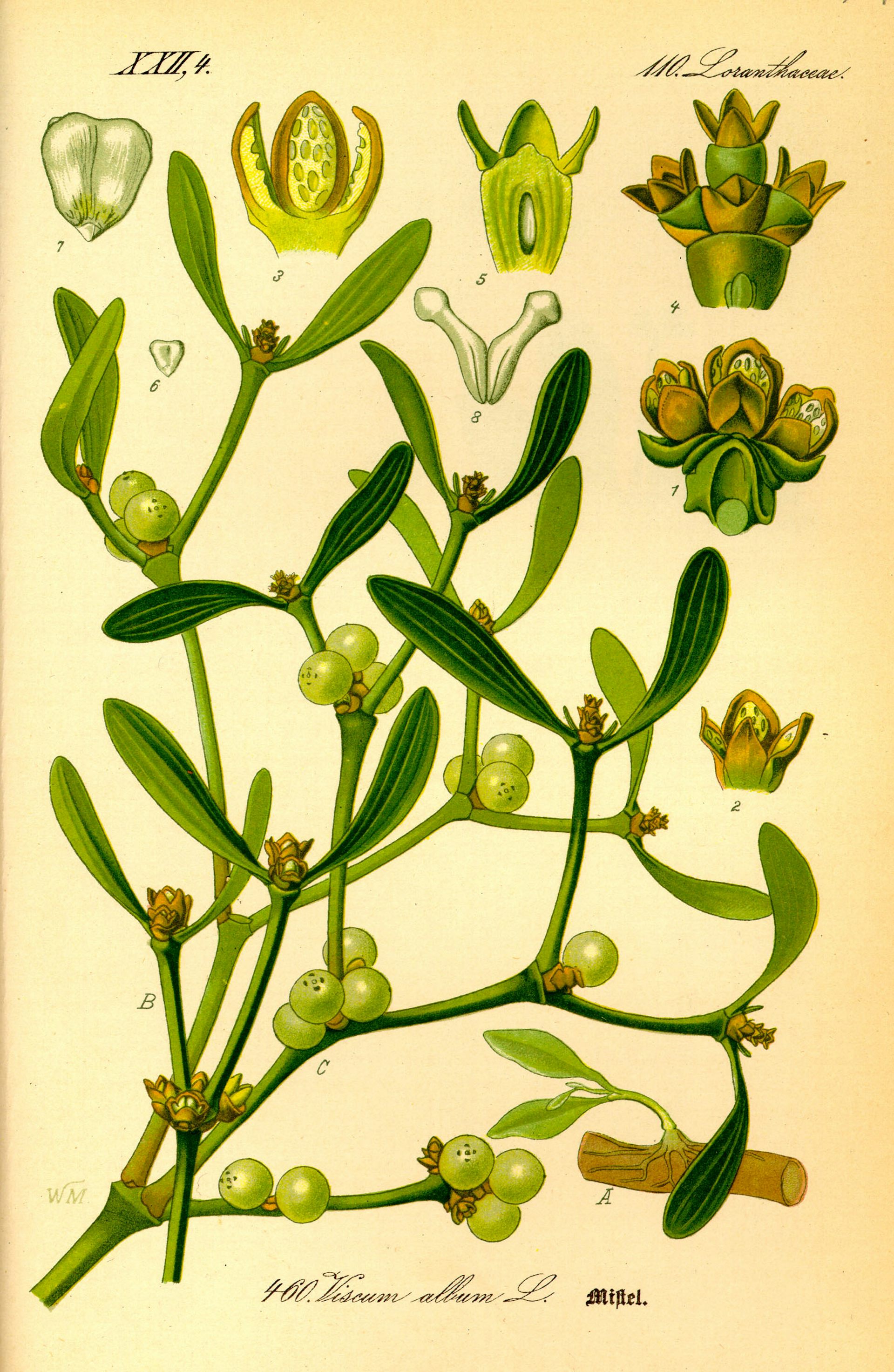 Mistletoe Botanical Illustration