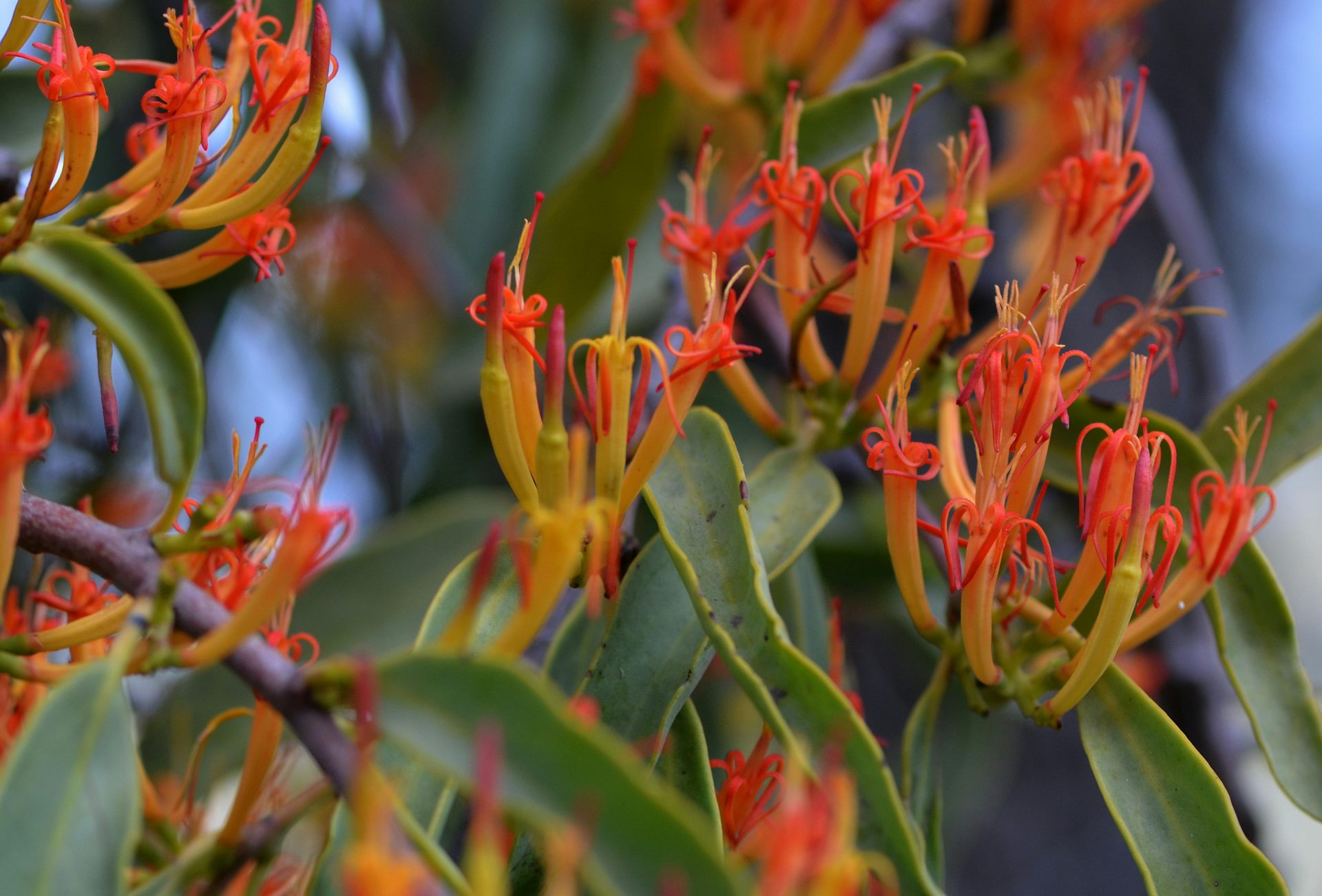 Mistletoe: the kiss of life for healthy forests