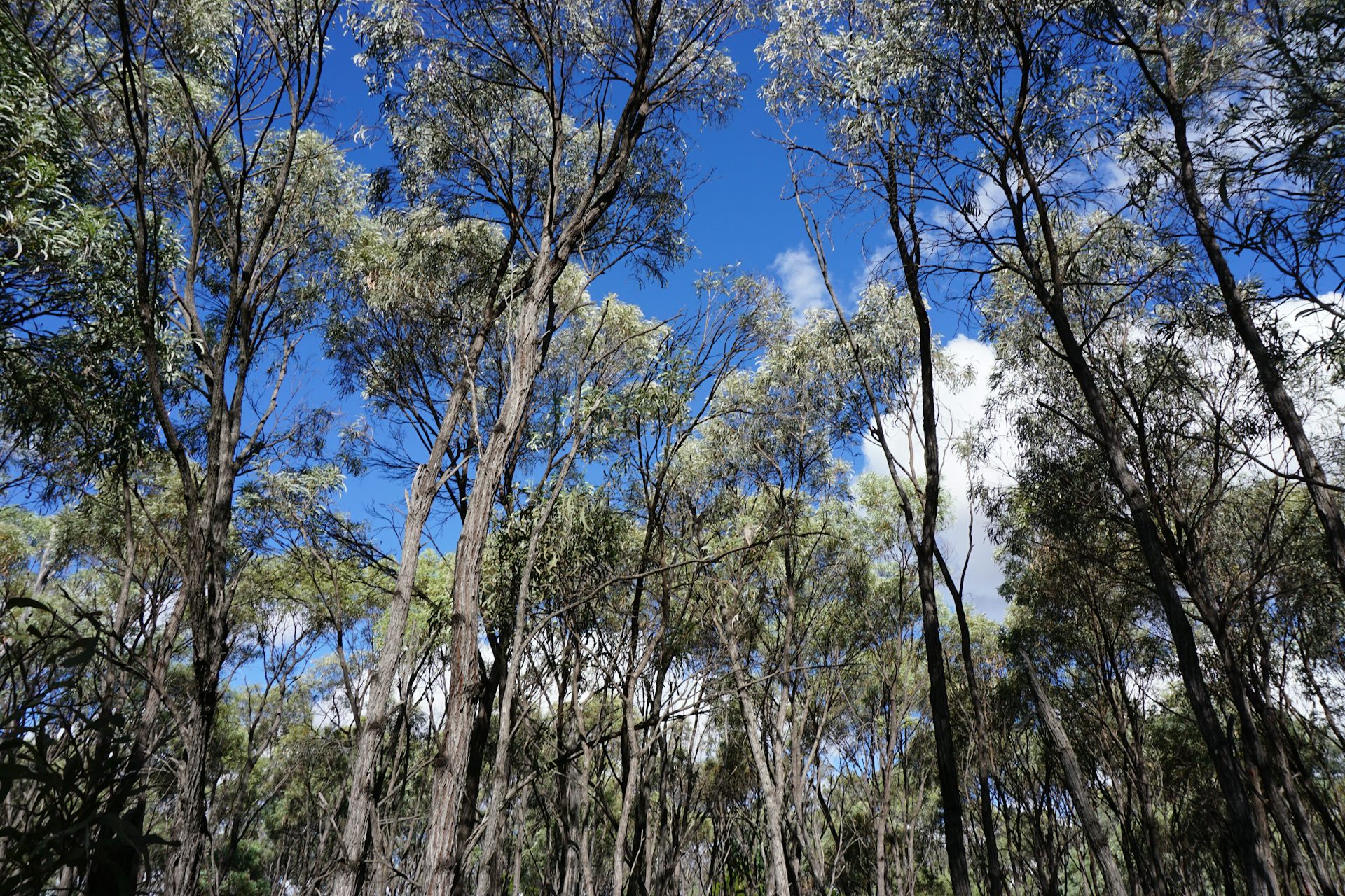 A fine balance: saving Australia’s unique wildlife in a contested land