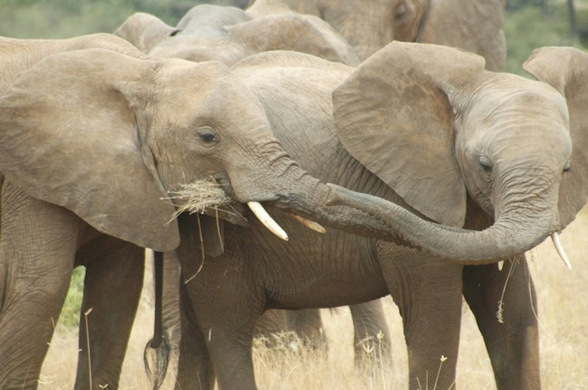 Comment la sociabilité des éléphants les aide à survivre au braconnage