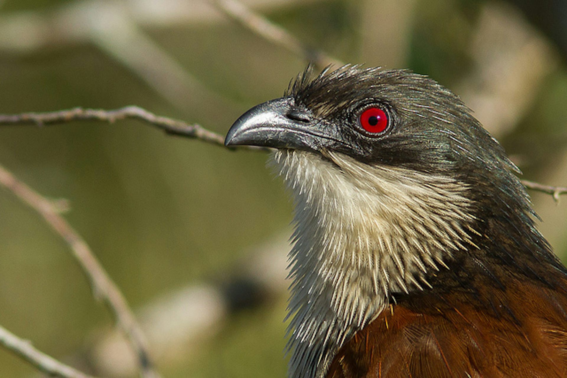 The world’s biggest cuckoos once roamed the Nullarbor Plain