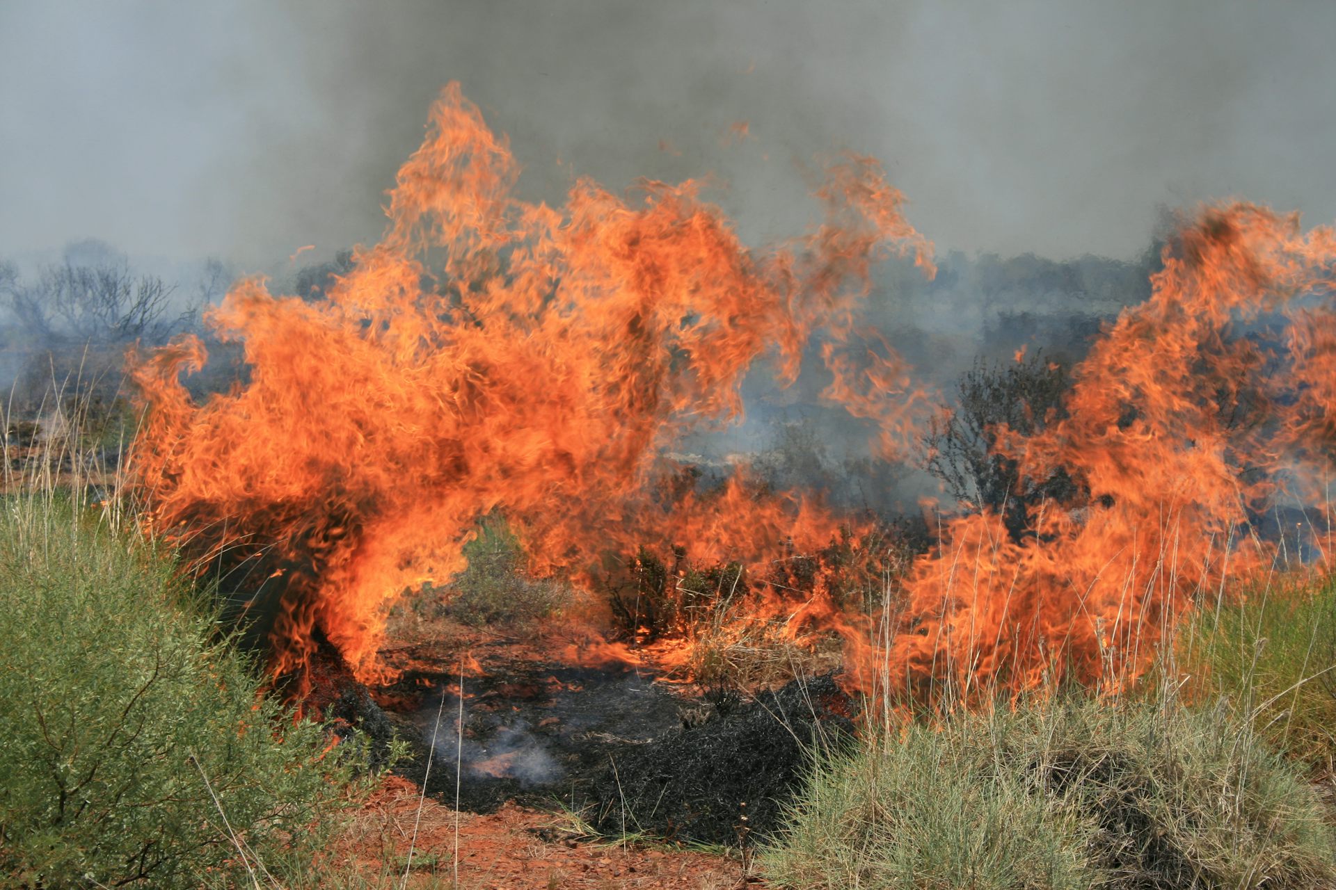 Bushfires are pushing species towards extinction