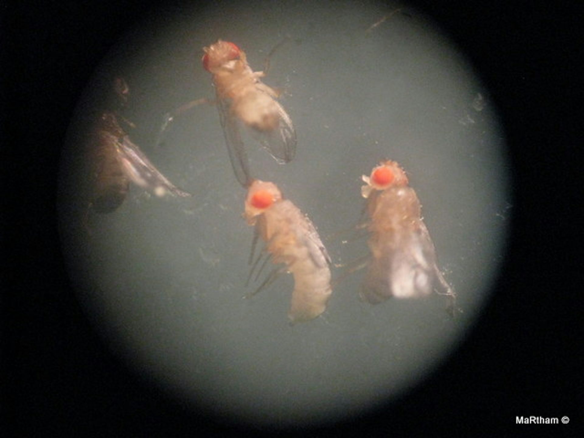 How fruit flies can help keep African scientists at home