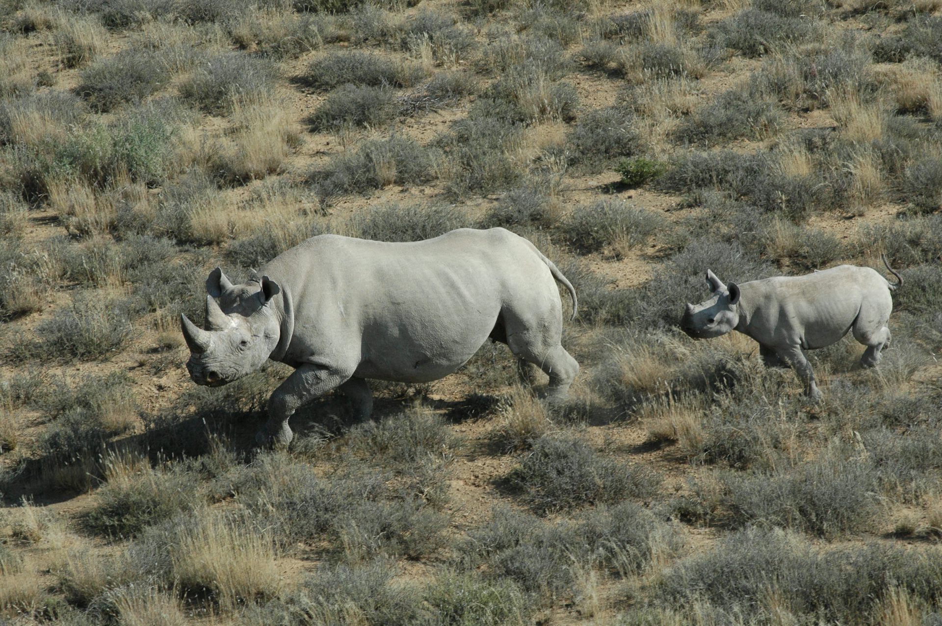 Going on safari? Research shows ecotourism can help save threatened species
