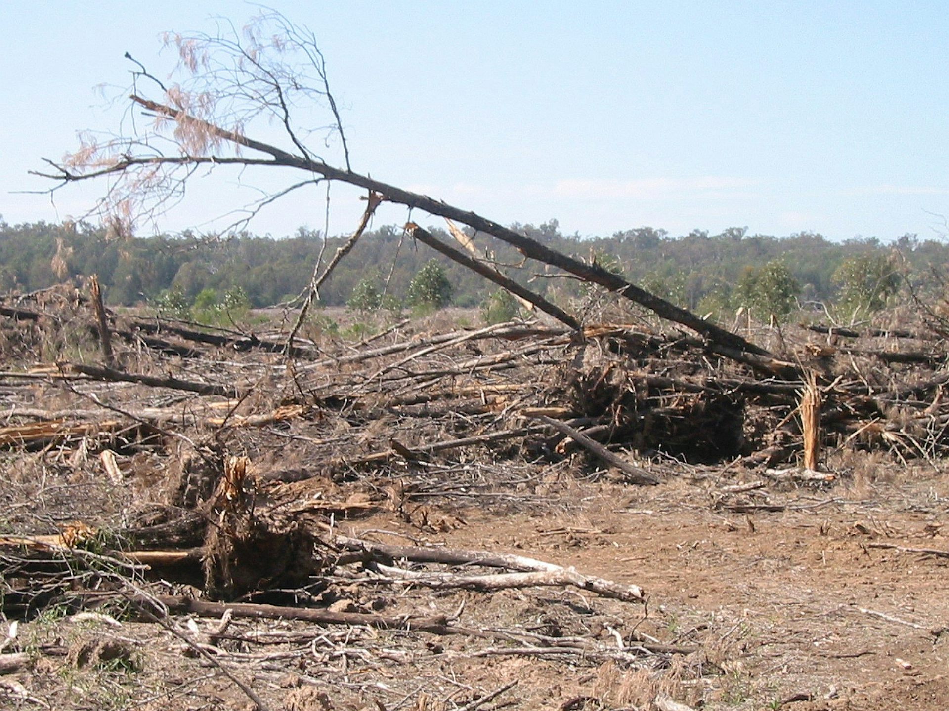 Queensland land clearing is undermining Australia’s environmental progress