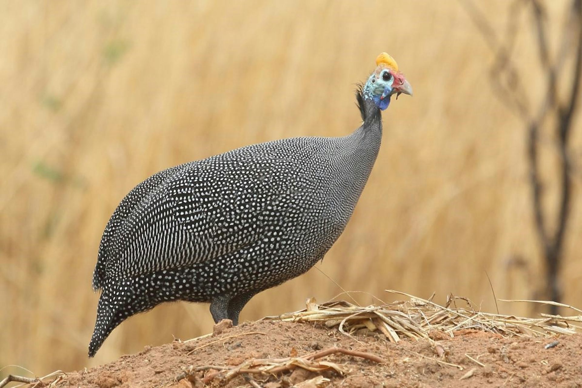 African gamebirds are the key to understanding global avian evolution
