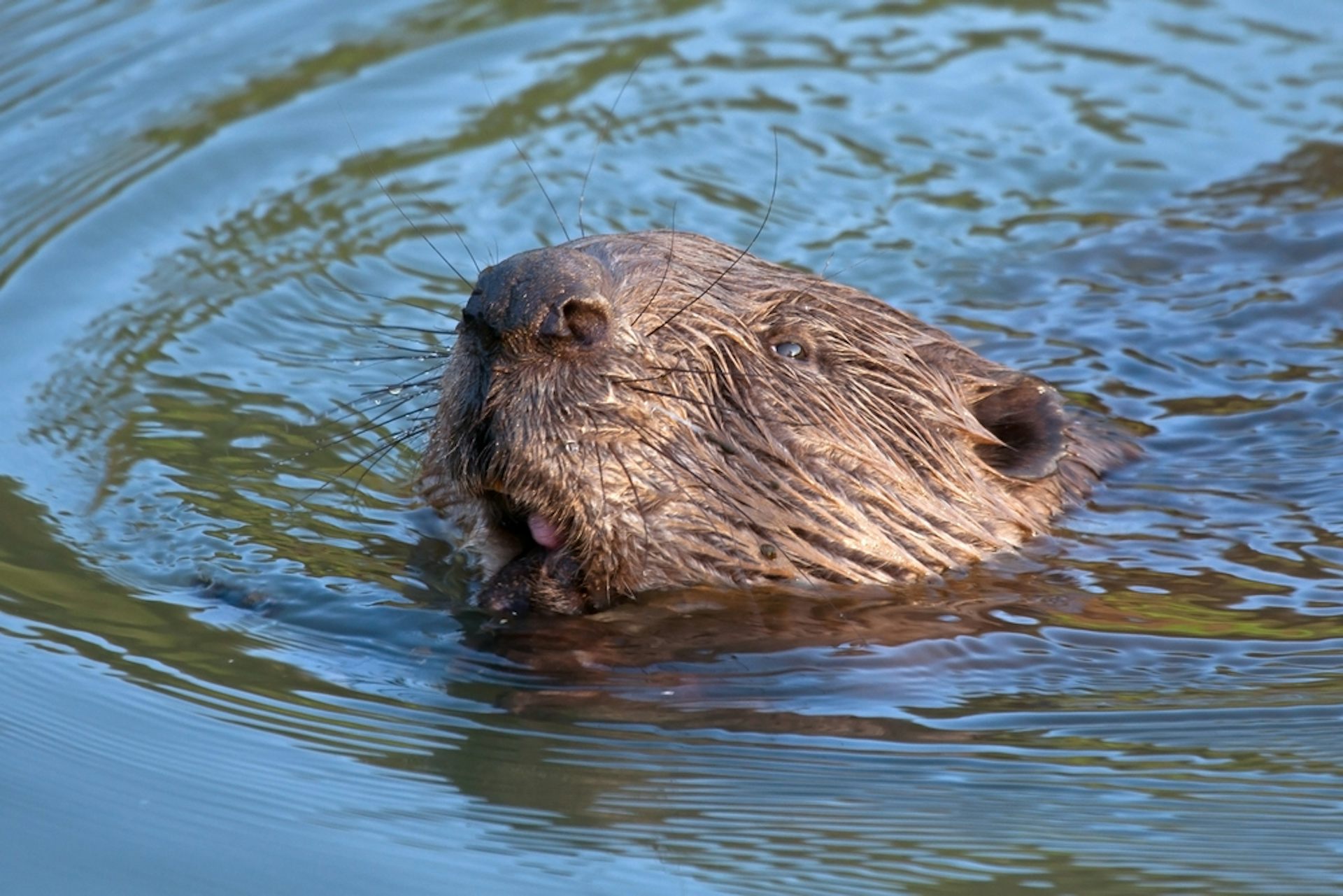 Give beavers permanent residence – we’d be dam stupid not to