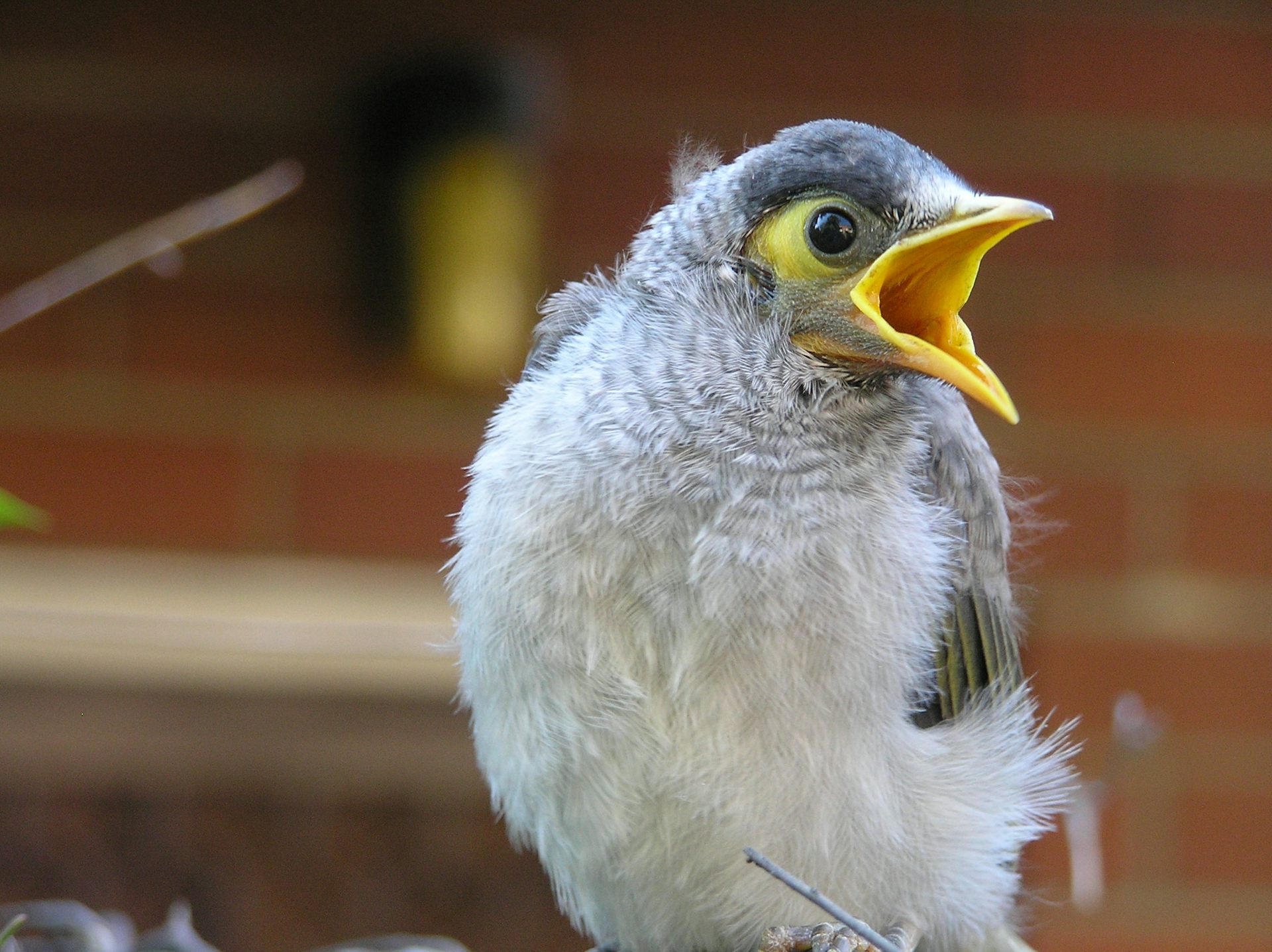 Why we ‘hate’ certain birds, and why their behaviour might be our fault