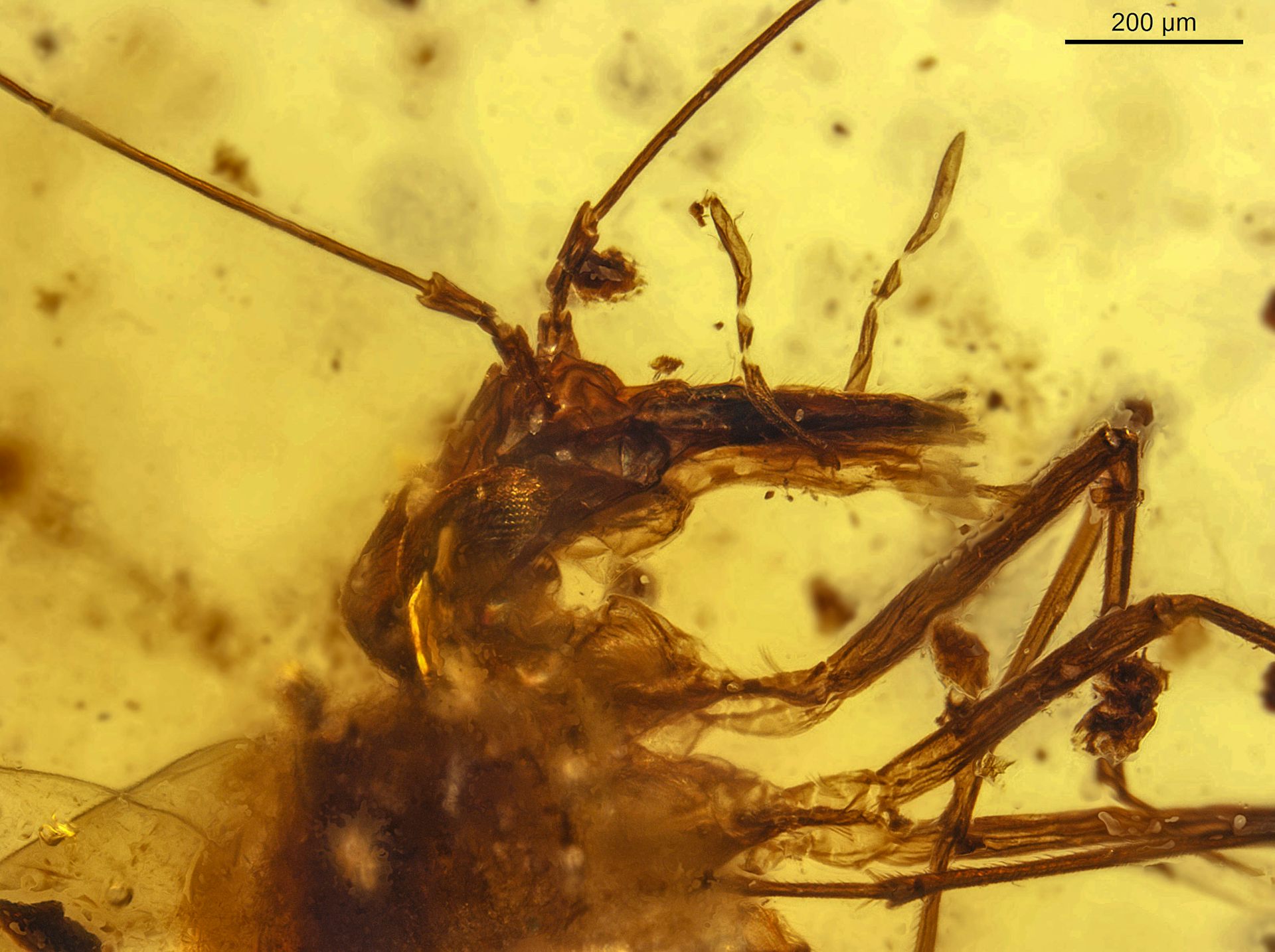 Les charmes discrets des insectes fossiles