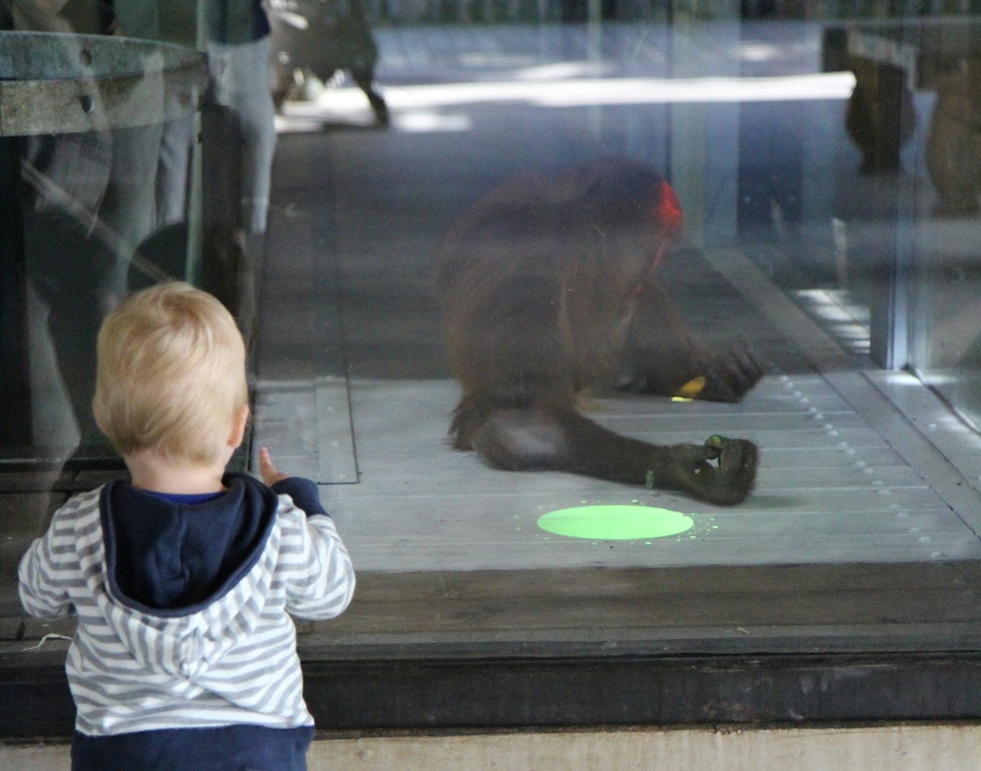 Orang-utans play video games too, and it can enrich their lives in the zoo