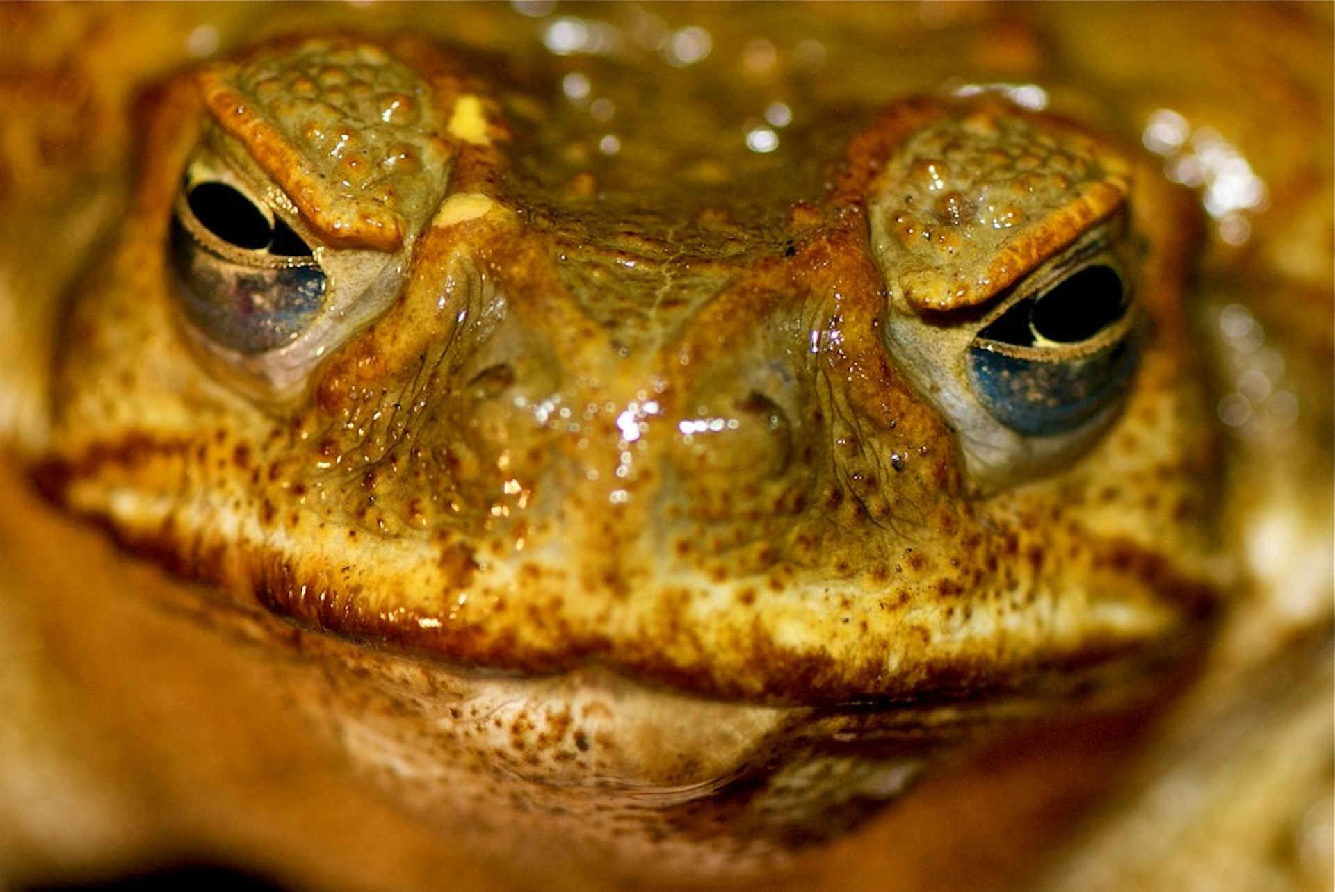 Great invader’s poison could also be its downfall