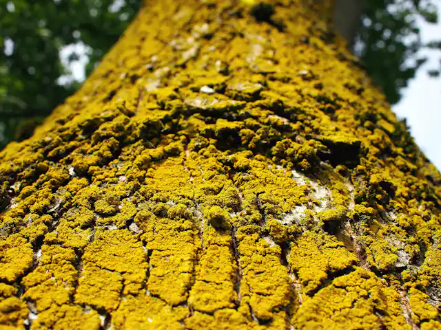 Weekly Dose Taxol The Anticancer Drug Discovered In The Bark Of A Tree Weekly Dose Taxol The Anticancer Drug Discovered In The Bark Of A Tree