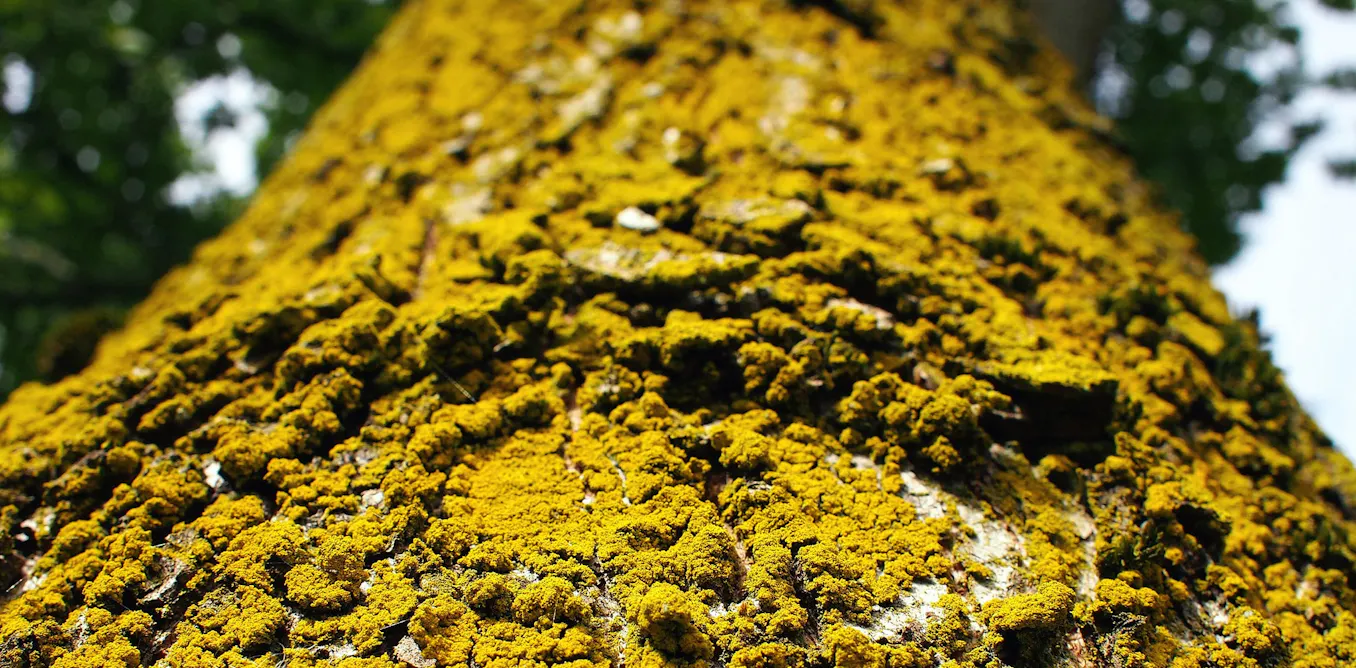 Weekly Dose Taxol The Anticancer Drug Discovered In The Bark Of A Tree weekly-dose-taxol-the-anticancer-drug-discovered-in-the-bark-of-a-tree