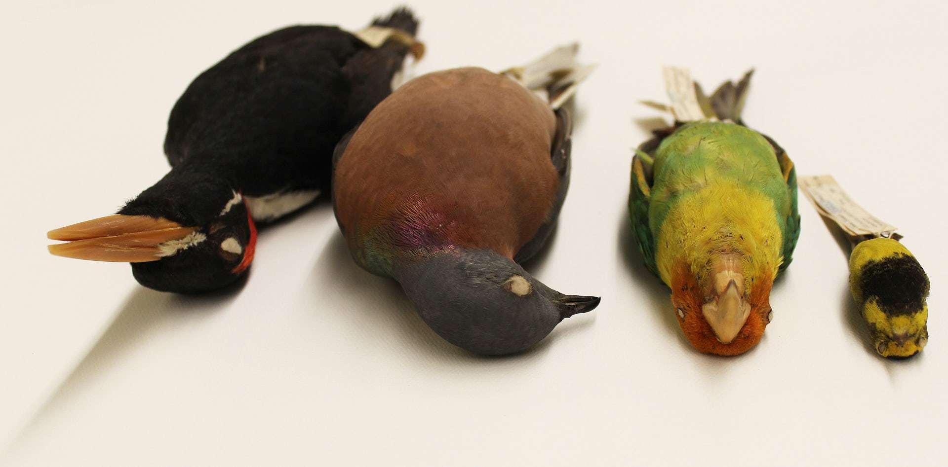 Primeval Future Bird