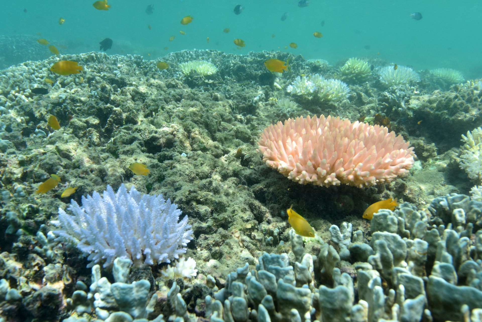 In pictures: a close-up look at the Great Barrier Reef's bleaching