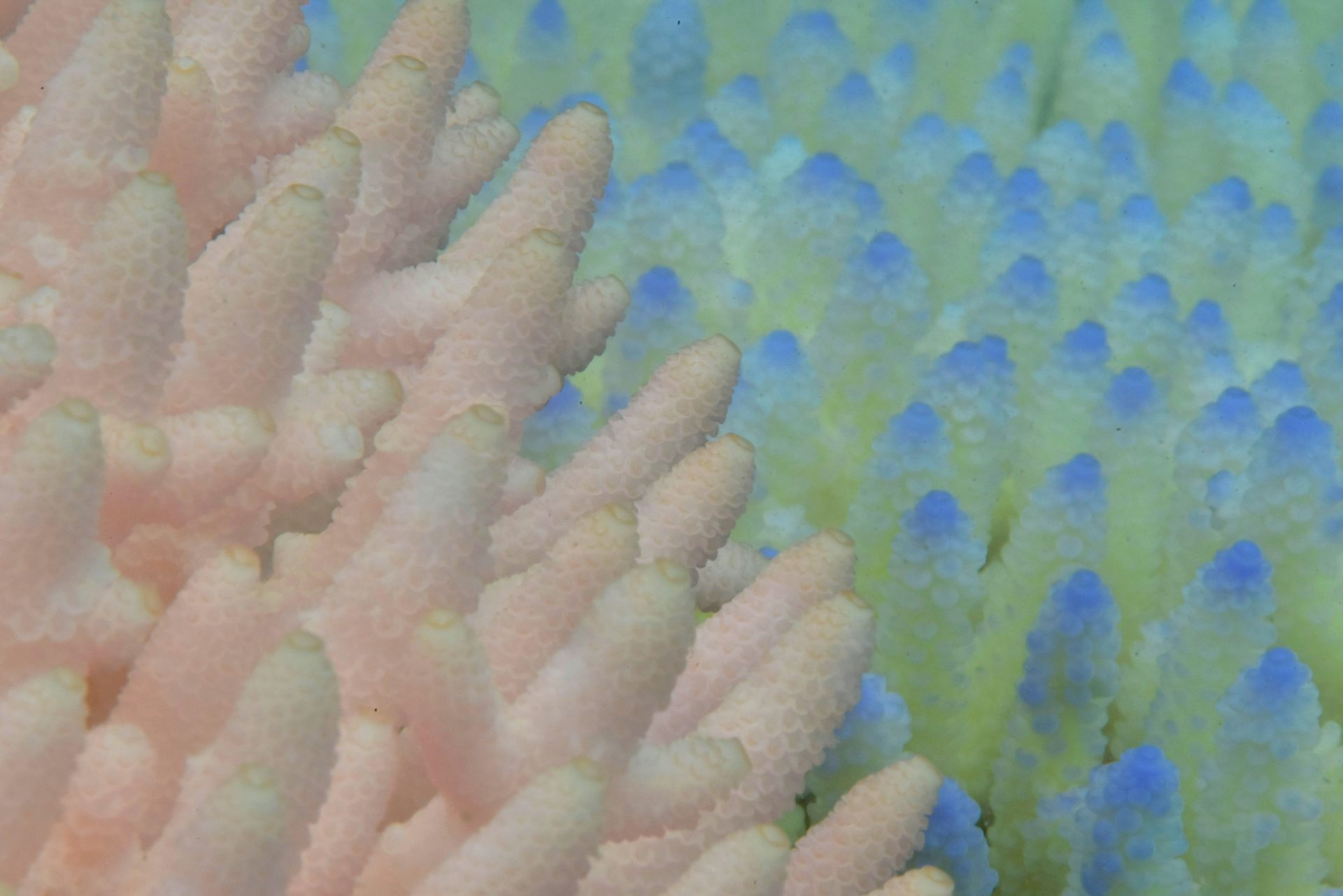 In pictures: a close-up look at the Great Barrier Reef’s bleaching