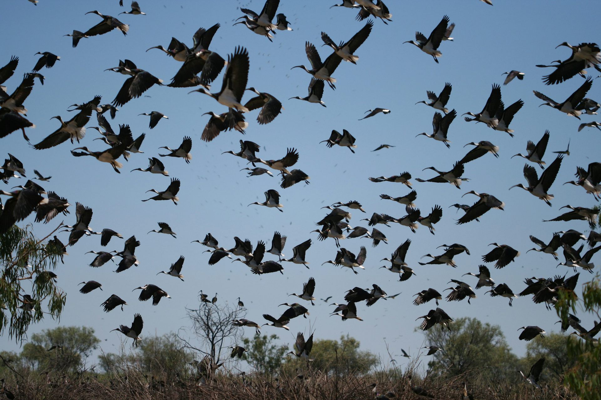 Australia’s waterbirds are disappearing – but nuclear physics can help ...