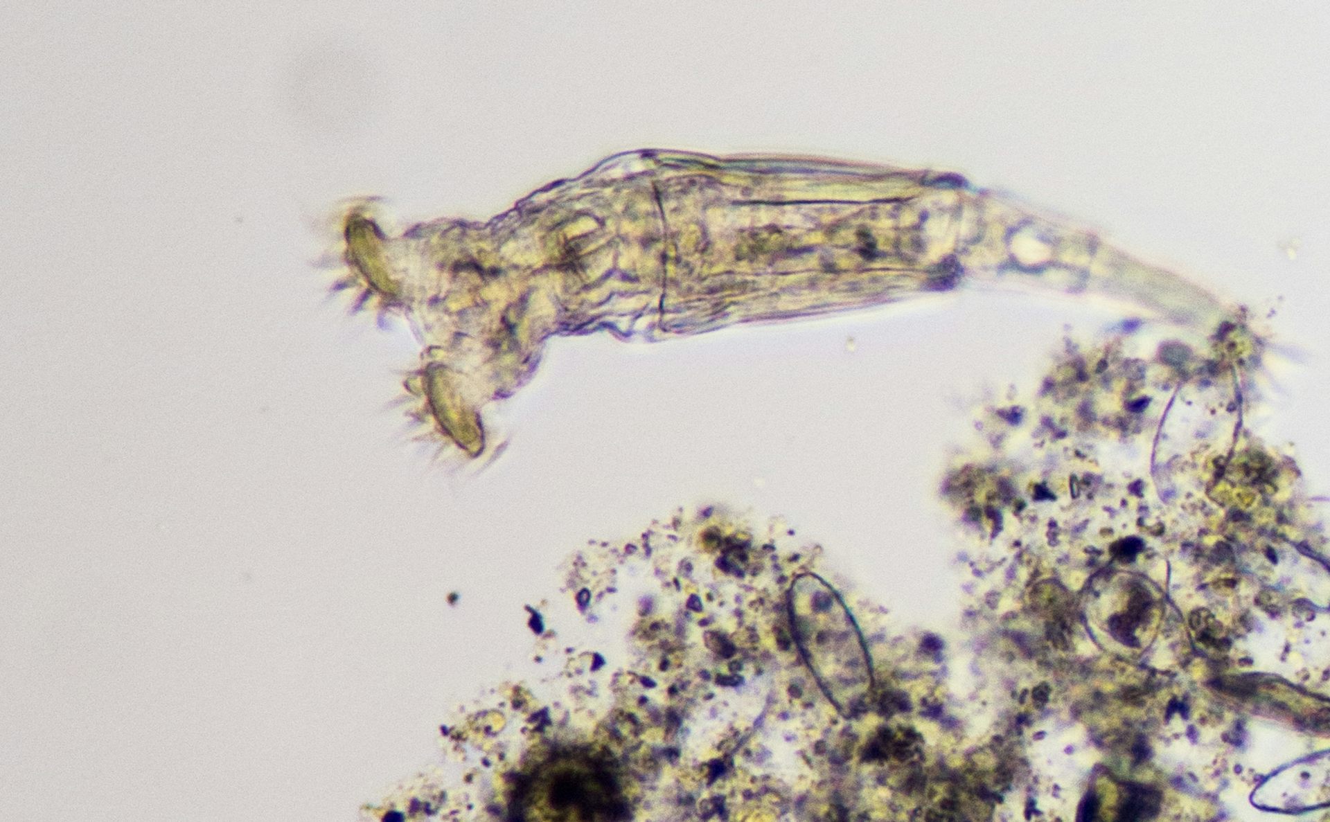 These sex-starved creatures scavenge new genes from other pondlife