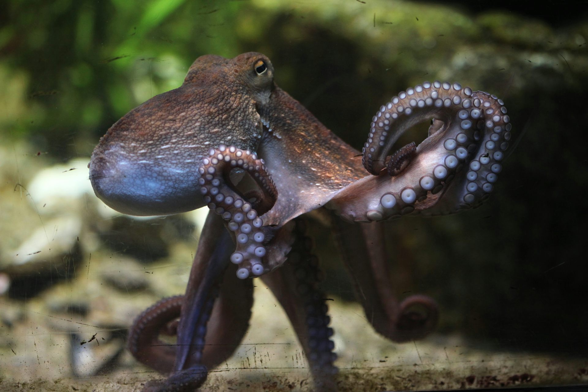 Octopus Intelligence