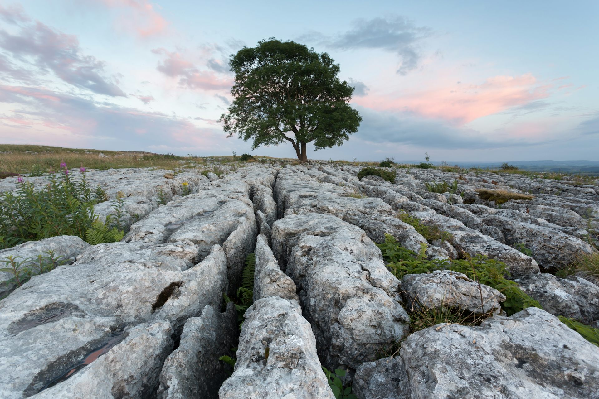 Britain’s Ash forests face extinction – but a tree named Betty could ...