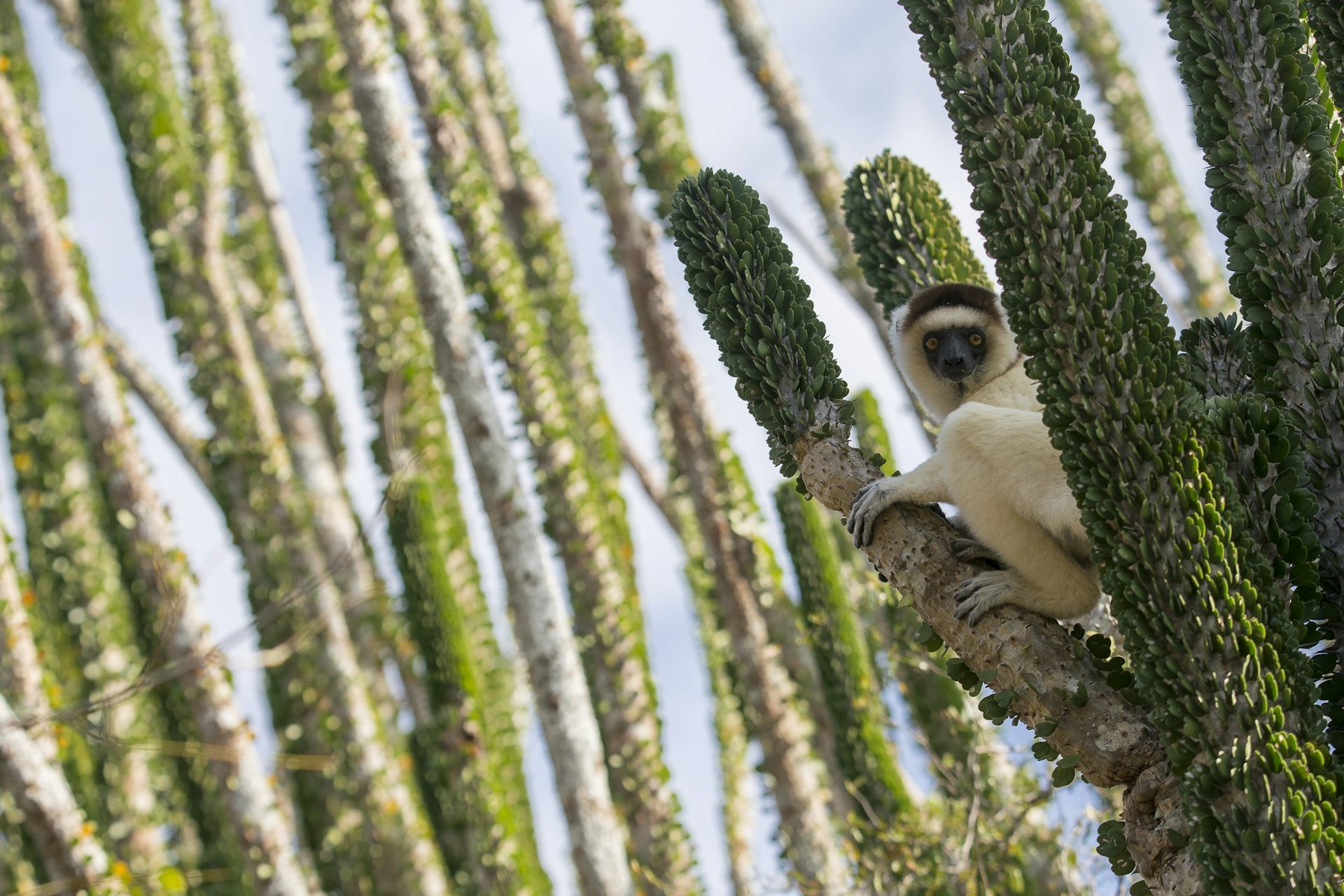 Madagascar's unique 'Spiny Forest' is fast being turned into charcoal