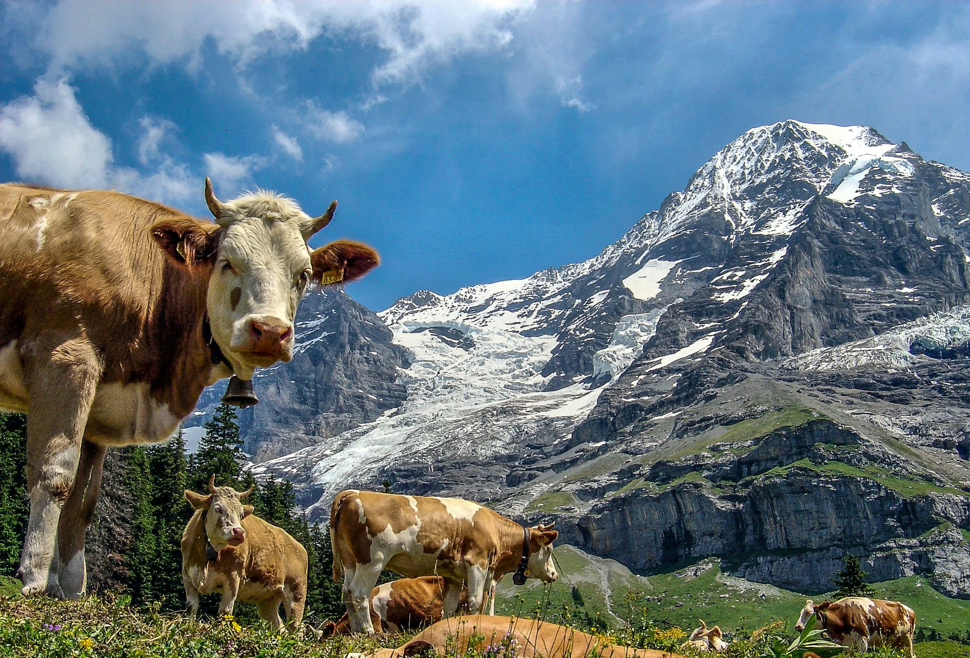 What is the Swiss model of co-operation with the European Union?