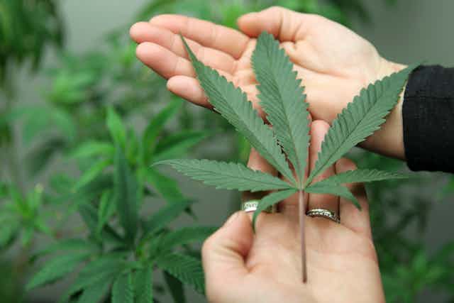 What Counts As medical Marijuana Varies From State To State And what-counts-as-medical-marijuana-varies-from-state-to-state-and