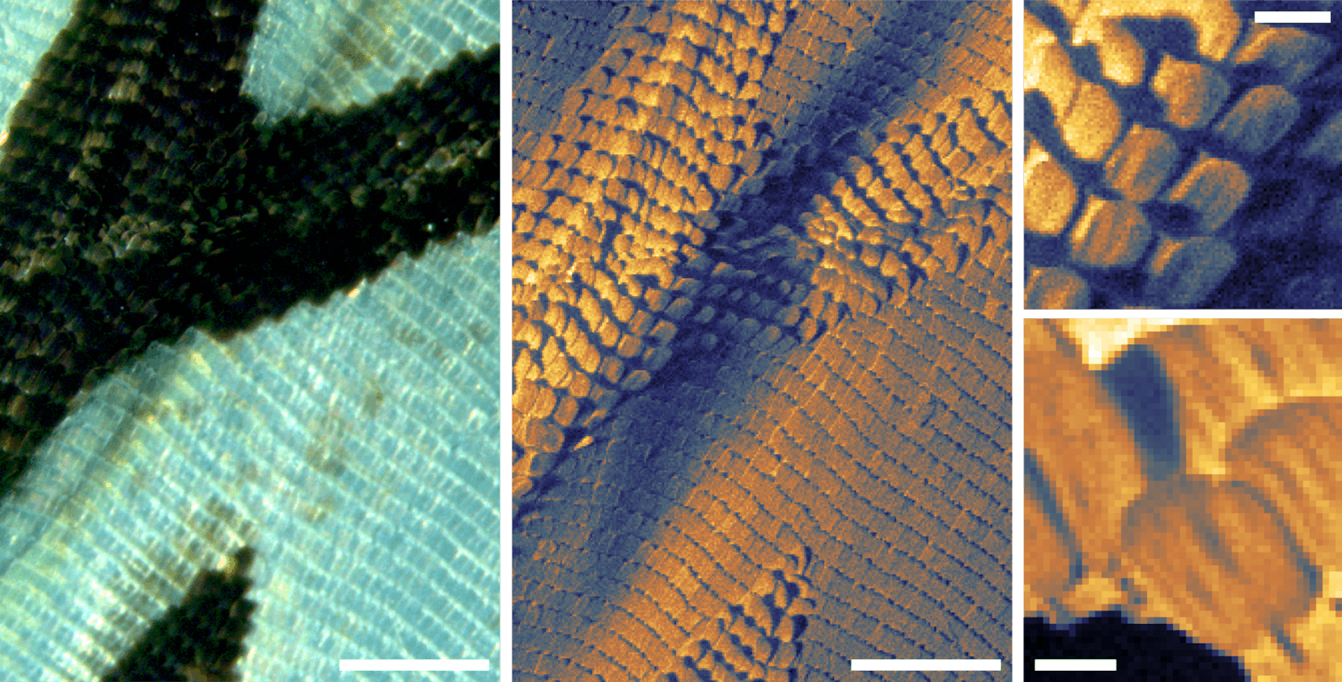 New helium microscope reveals startling details without frying the sample