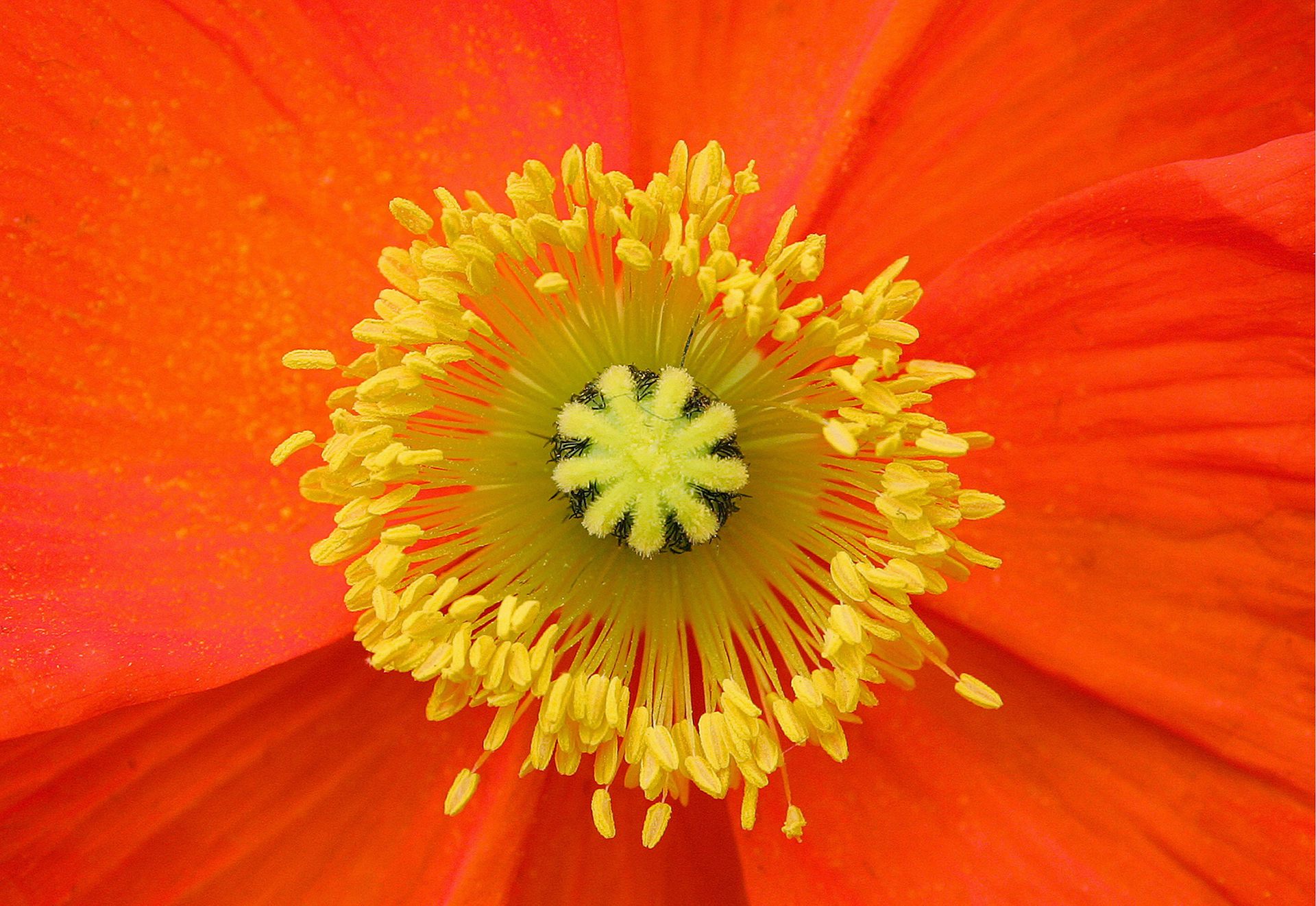 The flower breeders who sold X-ray lilies and atomic marigolds