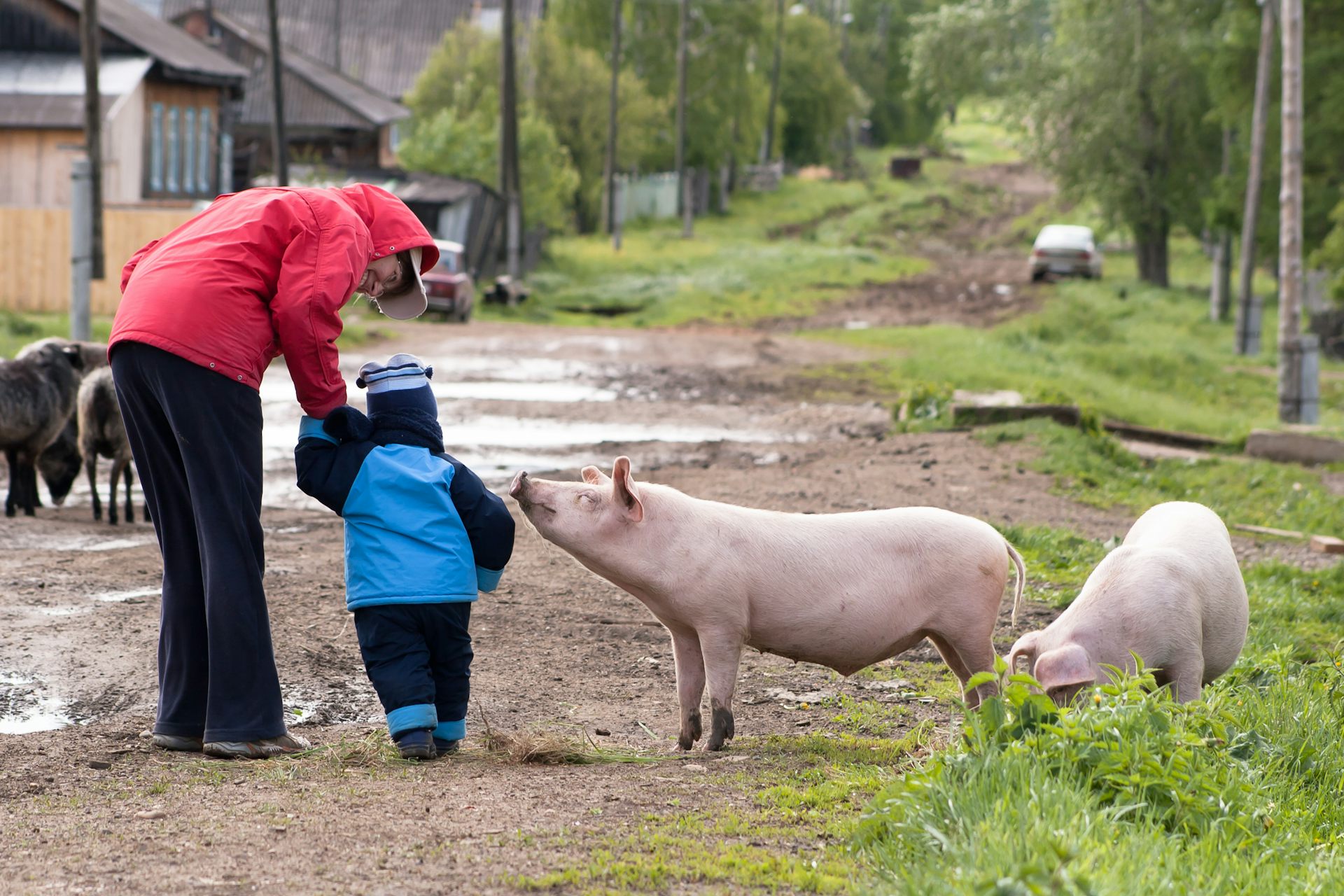 ‘Mummy, where does steak come from?’ How Australian families talk about ...