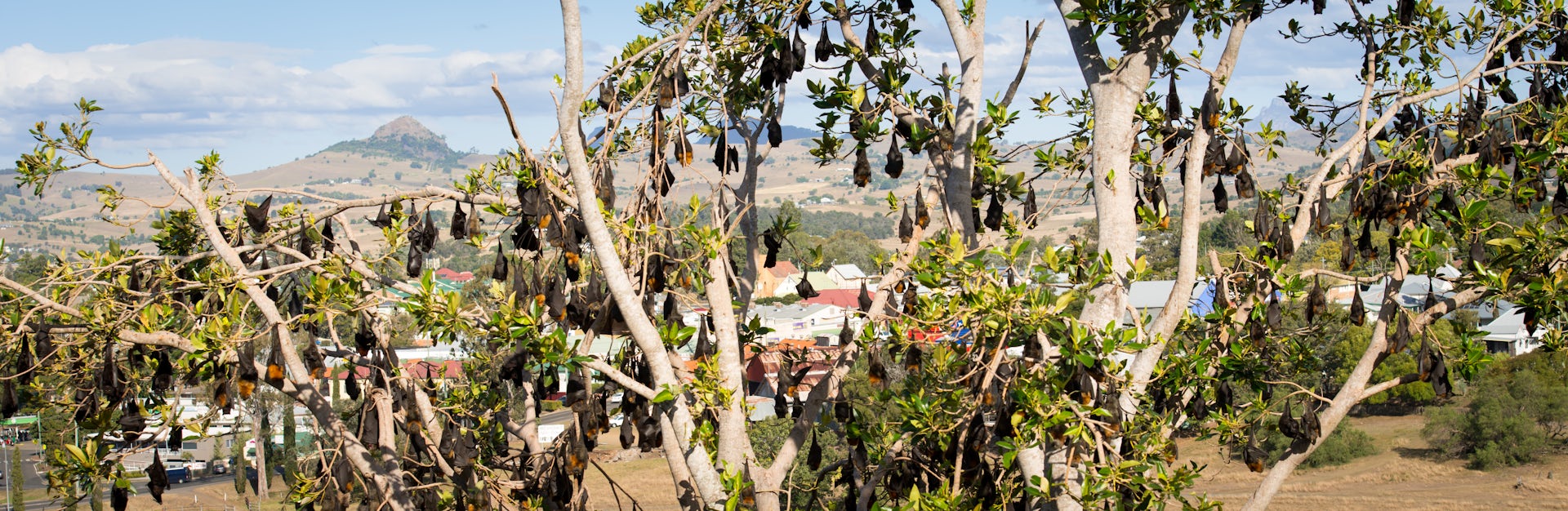 How the red fox adapted to life in our towns and cities