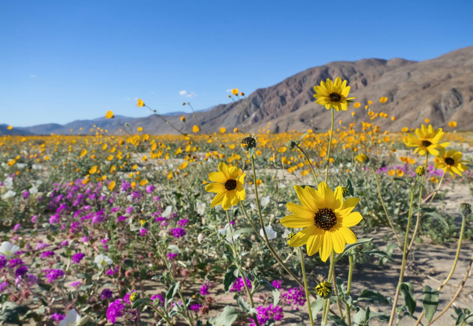 Hybrid species are on the march – with the help of humans