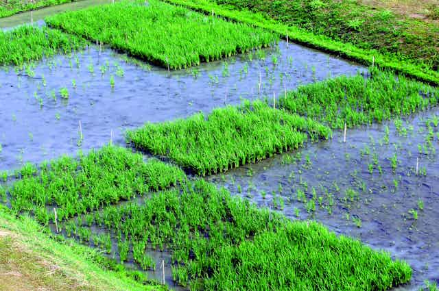 Moving beyond pro/con debates over genetically engineered crops Moving beyond pro/con debates over genetically engineered crops