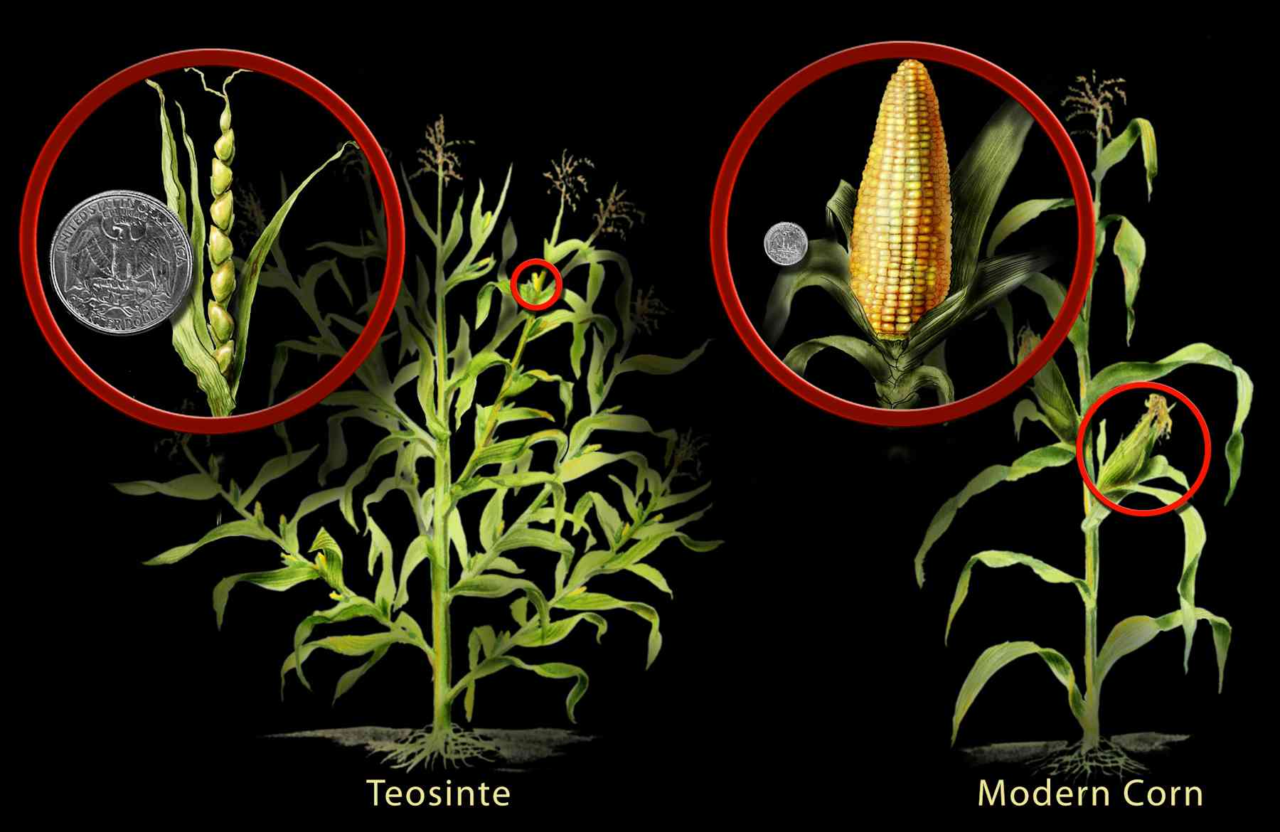 Moving beyond pro/con debates over genetically engineered crops Moving beyond pro/con debates over genetically engineered crops
