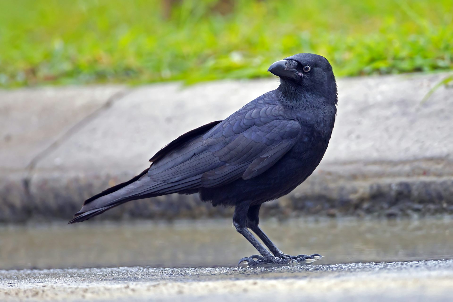Blocks and flocks: why are some bird species so successful in cities?