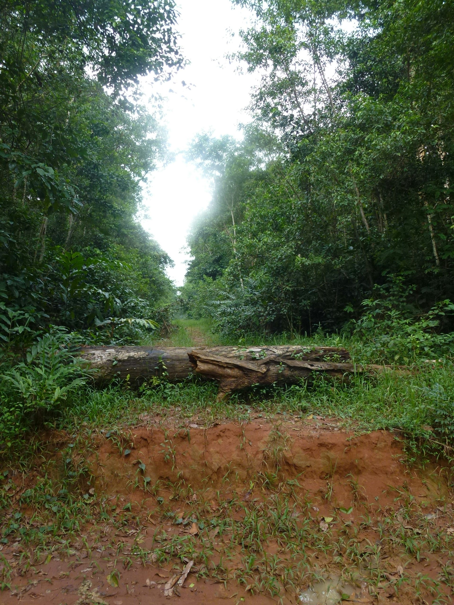 How forests recover rapidly on logging roads in the Congo Basin