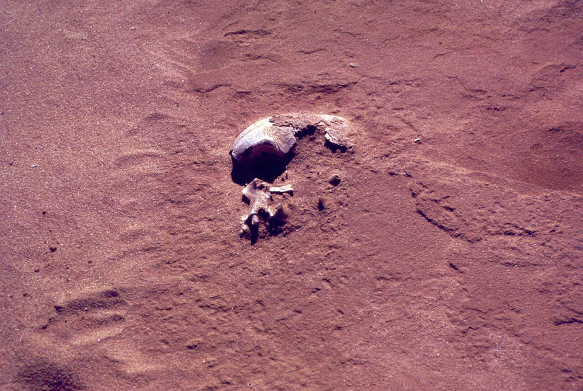 Mungo Man – News, Research and Analysis – The Conversation – page 1