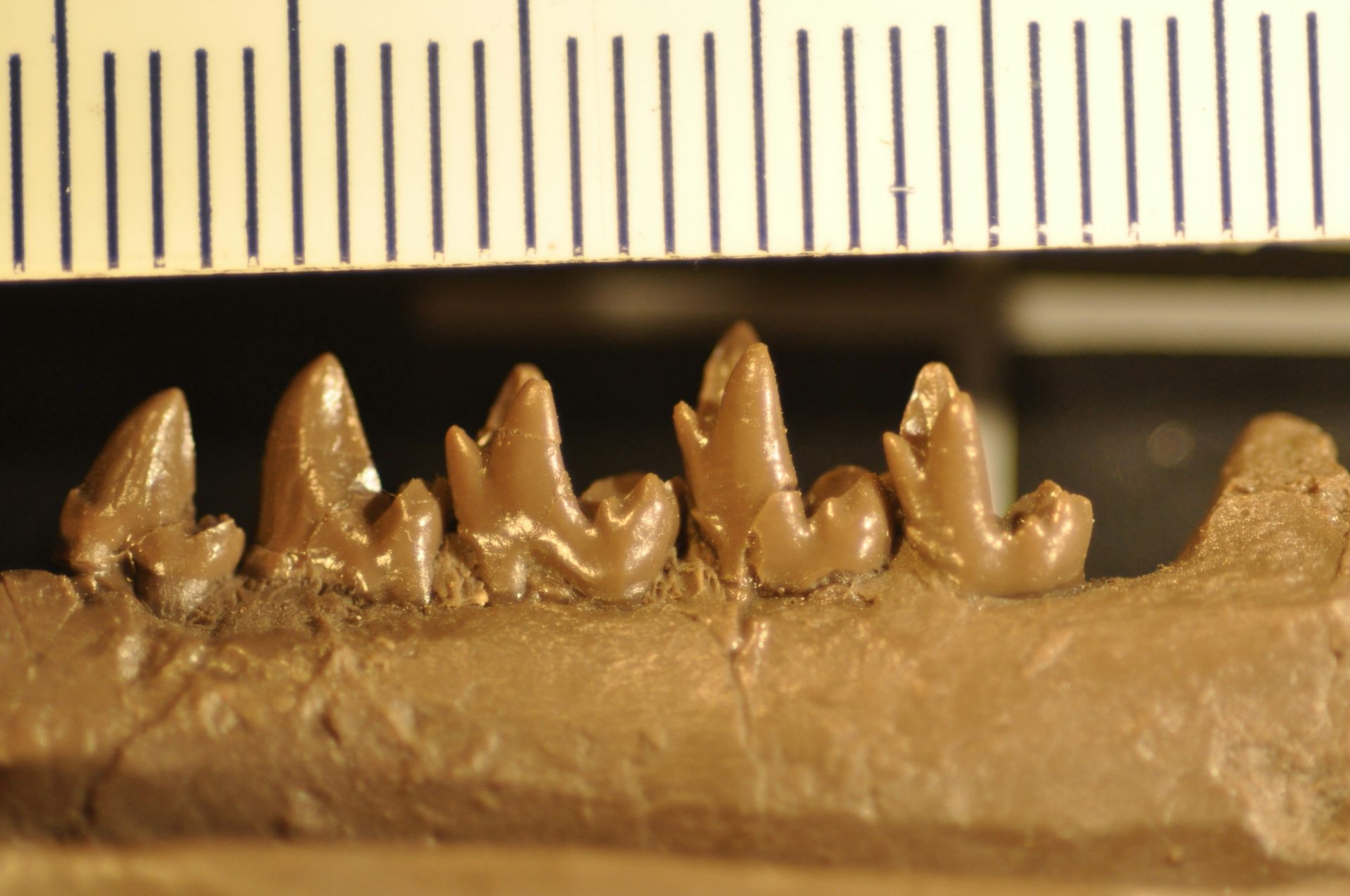 Fossil teeth reveal the secret rise of mammals – millions of years ...