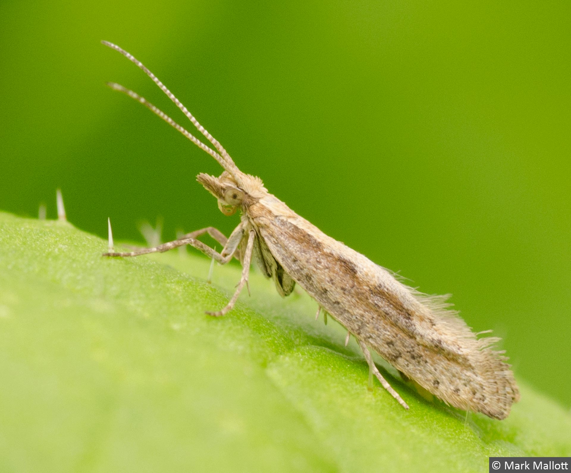 Channel-hopping moth plague: our clothes are safe, but mind the cabbages