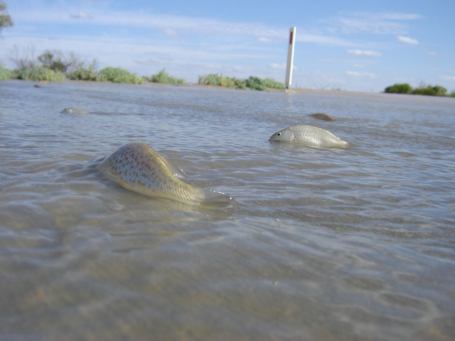 We can have fish and dams: here’s how