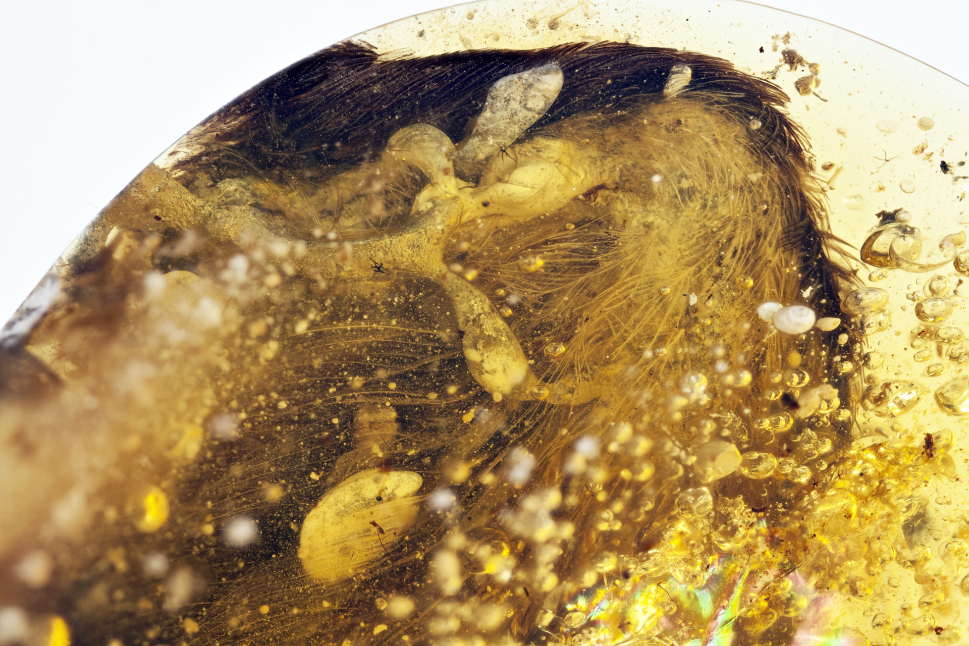 Tiny wings trapped in amber 99 million years ago reveal new secrets of ...